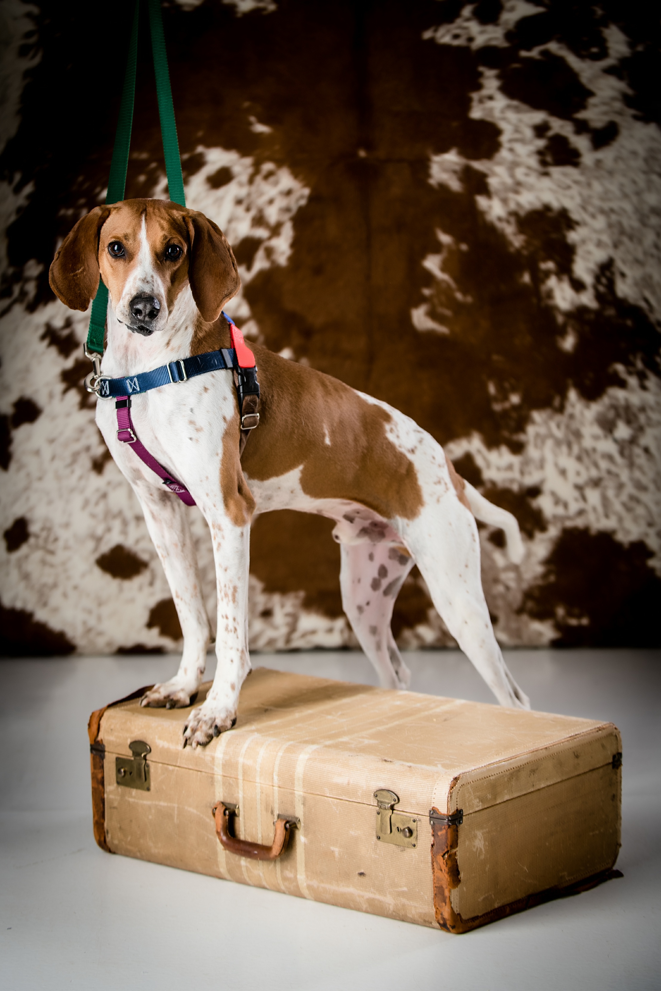 Home - 2 Hounds Design