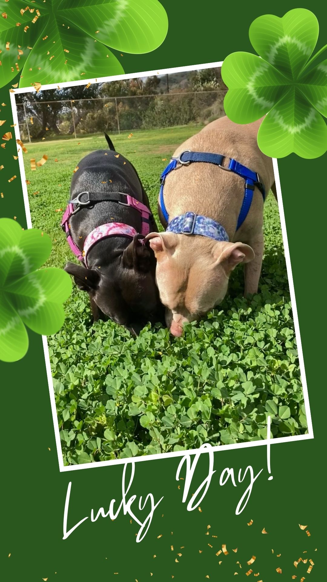 Home - 2 Hounds Design