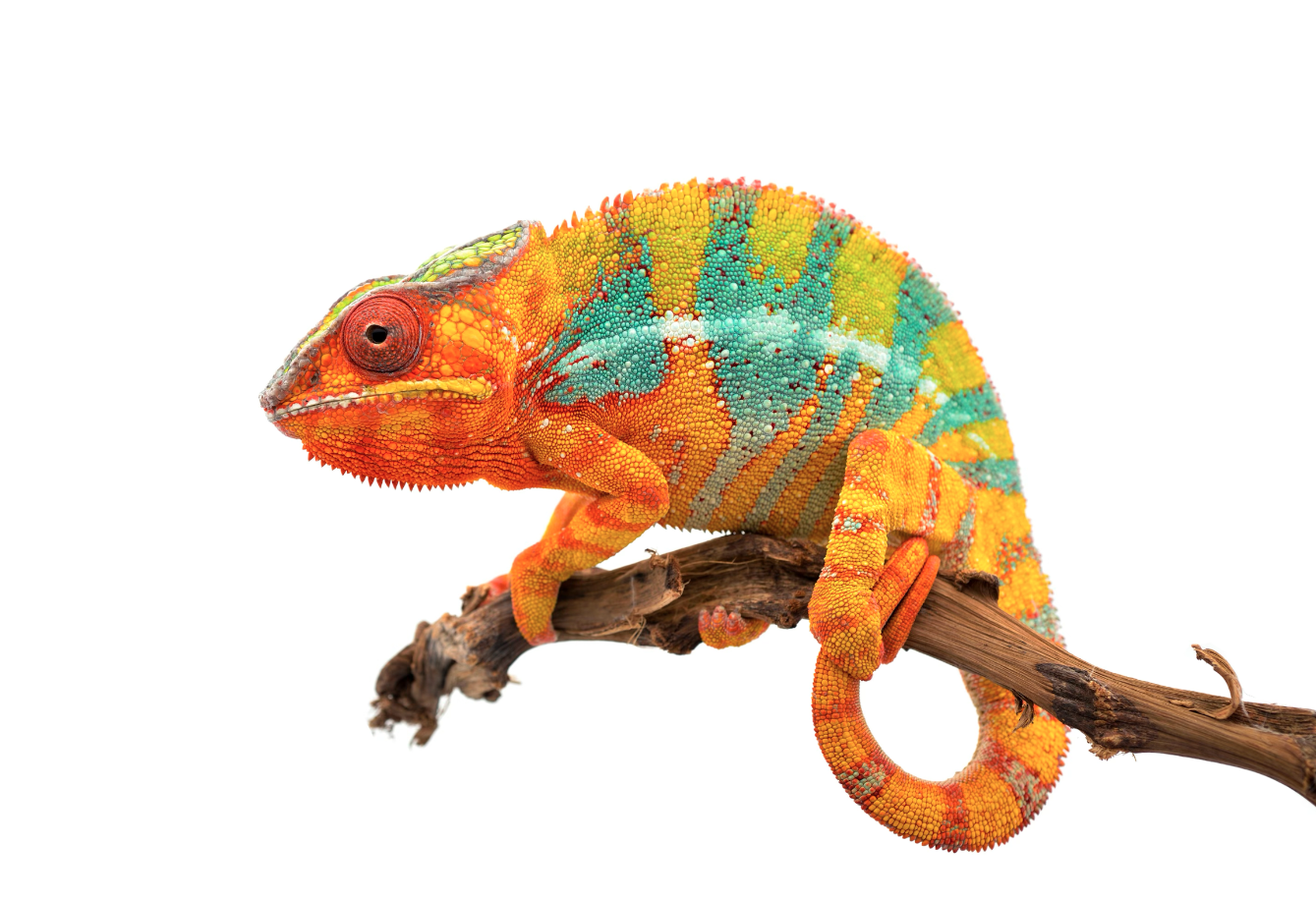 Contact us – Scales and Tails of Ohio