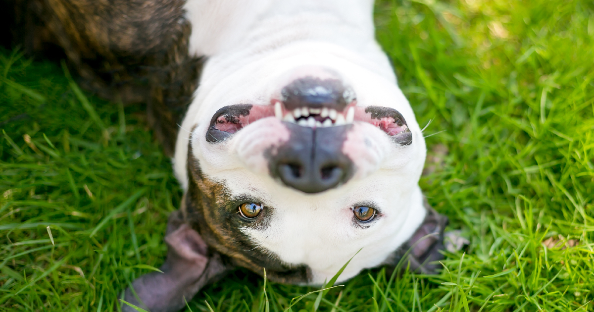 What is Dognip? Learn About Anise For Dogs & Check Out 6 Ways To Try It