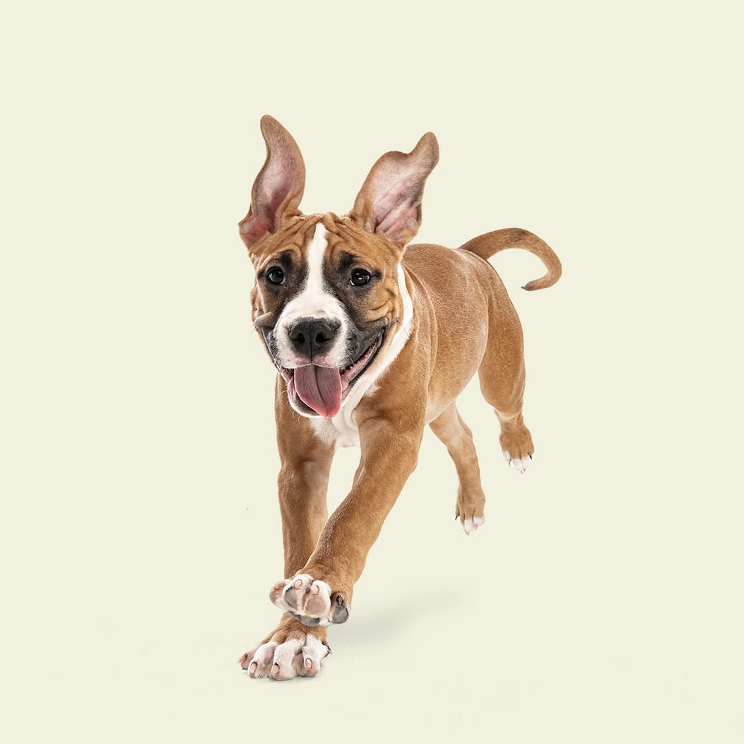 Common Dog Behaviors & What's Abnormal | Primal Pet Foods