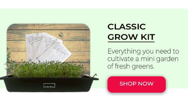 Ready, Set, Grow! 🌱 - Hamama