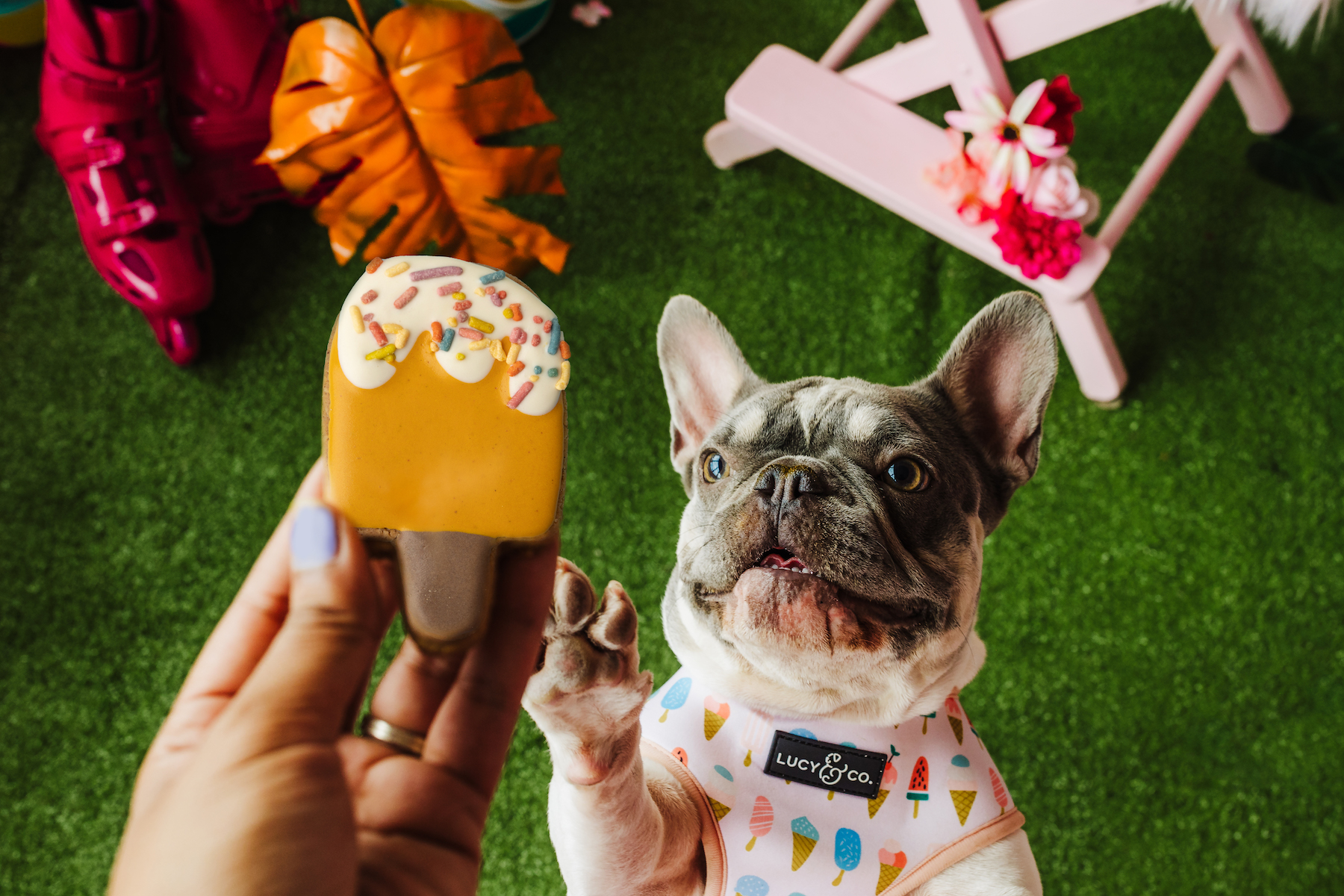 AJ's Dog Bakery – AJ's Dog Bakery