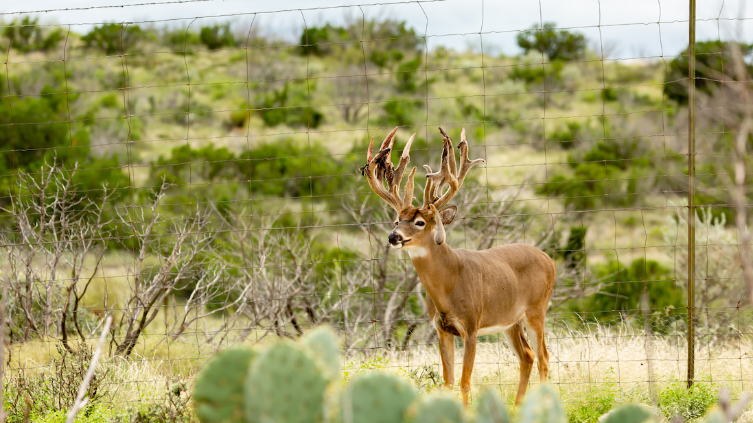 Feeds & Supplements – DeerDoc