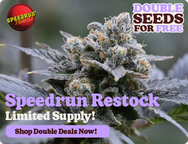 Gastro Pop Cannabis Strain Information, Lineage, and Grow Info