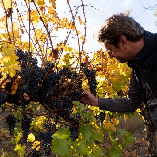 Bone Dry – CW Wines