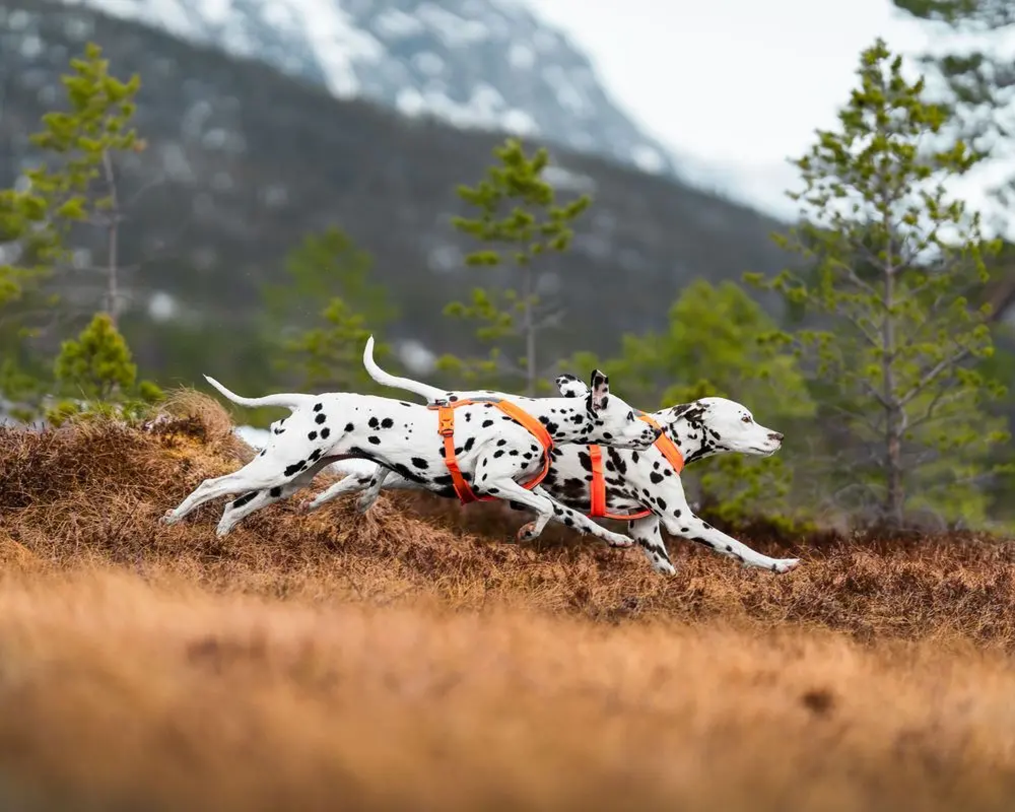 Non-stop dogwear – – Óstöðvandi