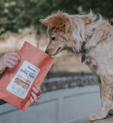 Our Story – King Lou Pets