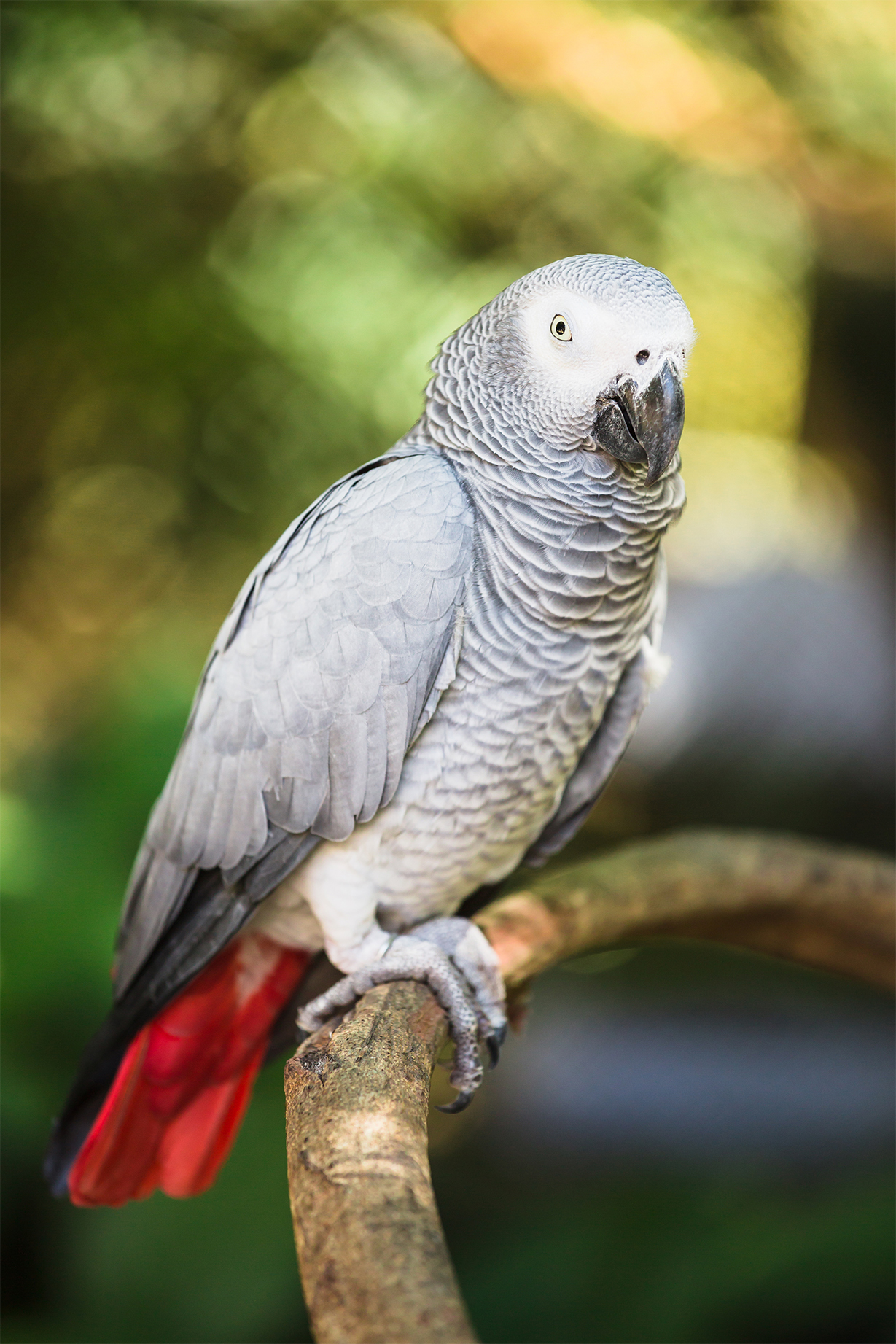 Java | Java Wood Trees, Parrot Stands, Perches And Toys