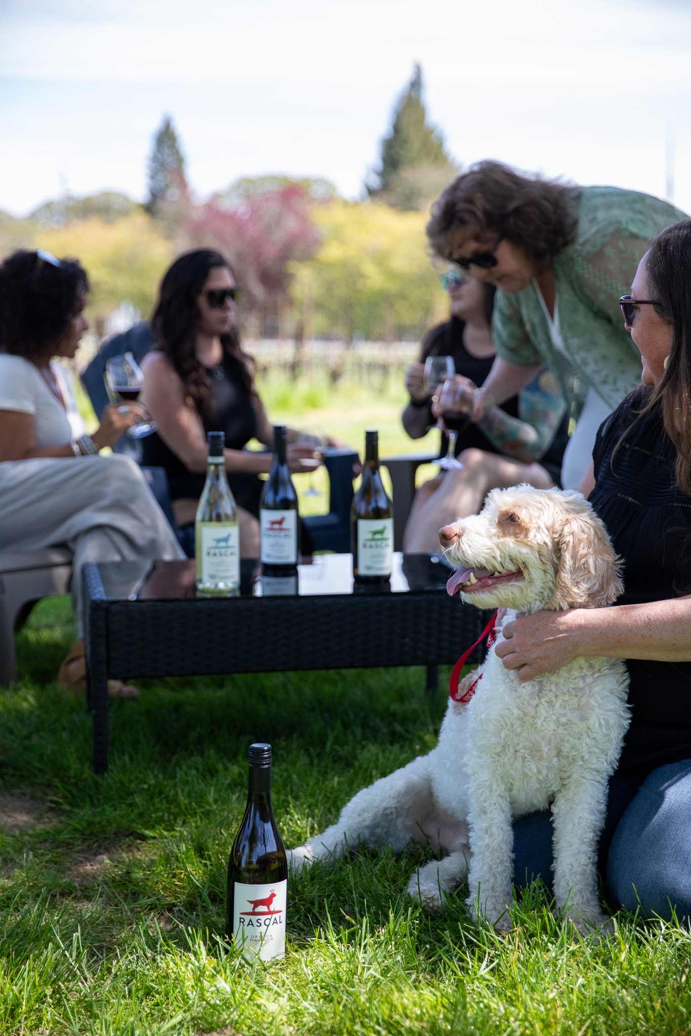 Find Locally – Rascal Wine