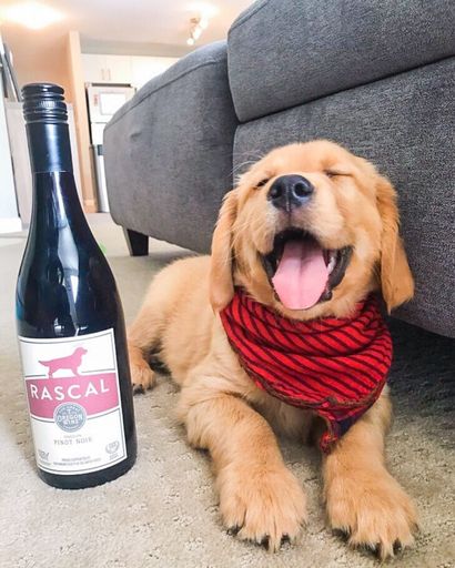 Find Locally – Rascal Wine