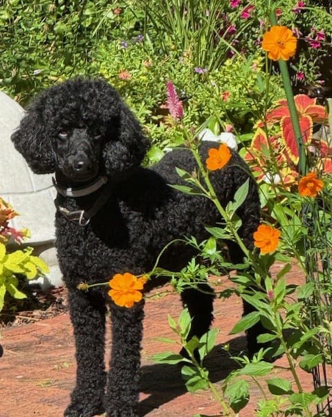 January Real Estate News - Fearrington Village