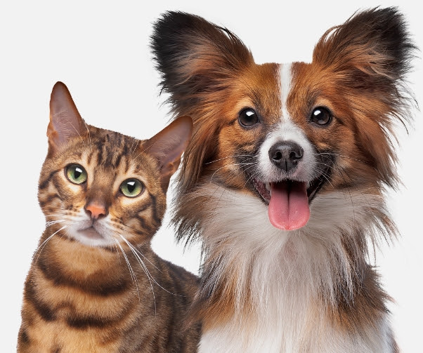 Contact Us | PetSafe® | Safe Pets, Happy Owners - Since 1991