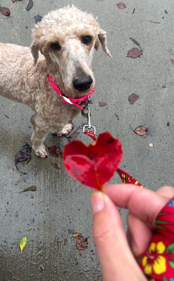 Hope For Paws - Animal Rescue