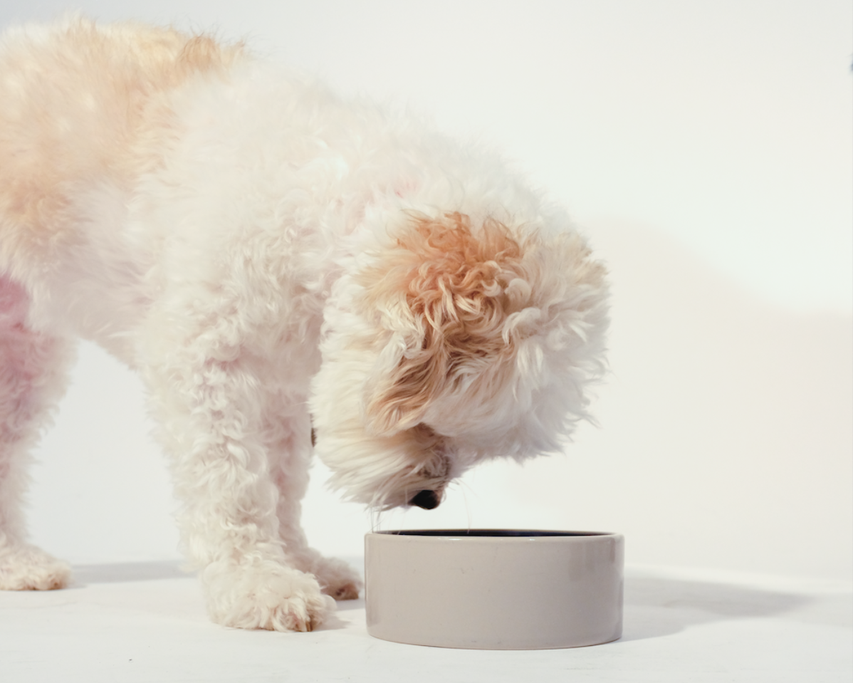 Join the CUDDLY Club – CUDDLY Shop