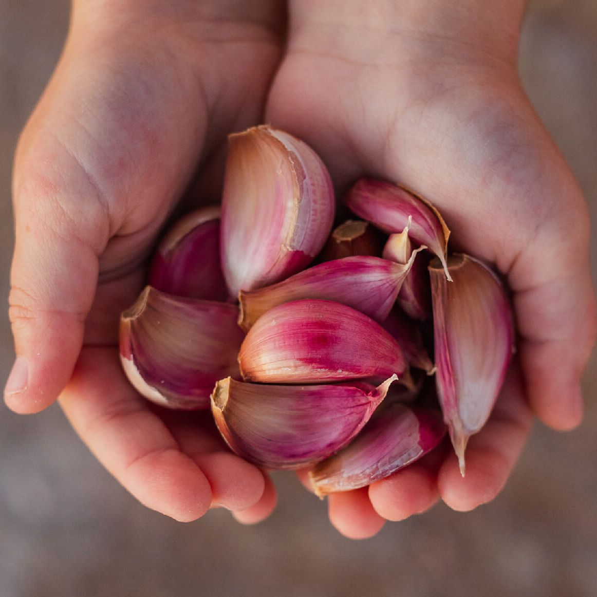 Contact – Australian Garlic