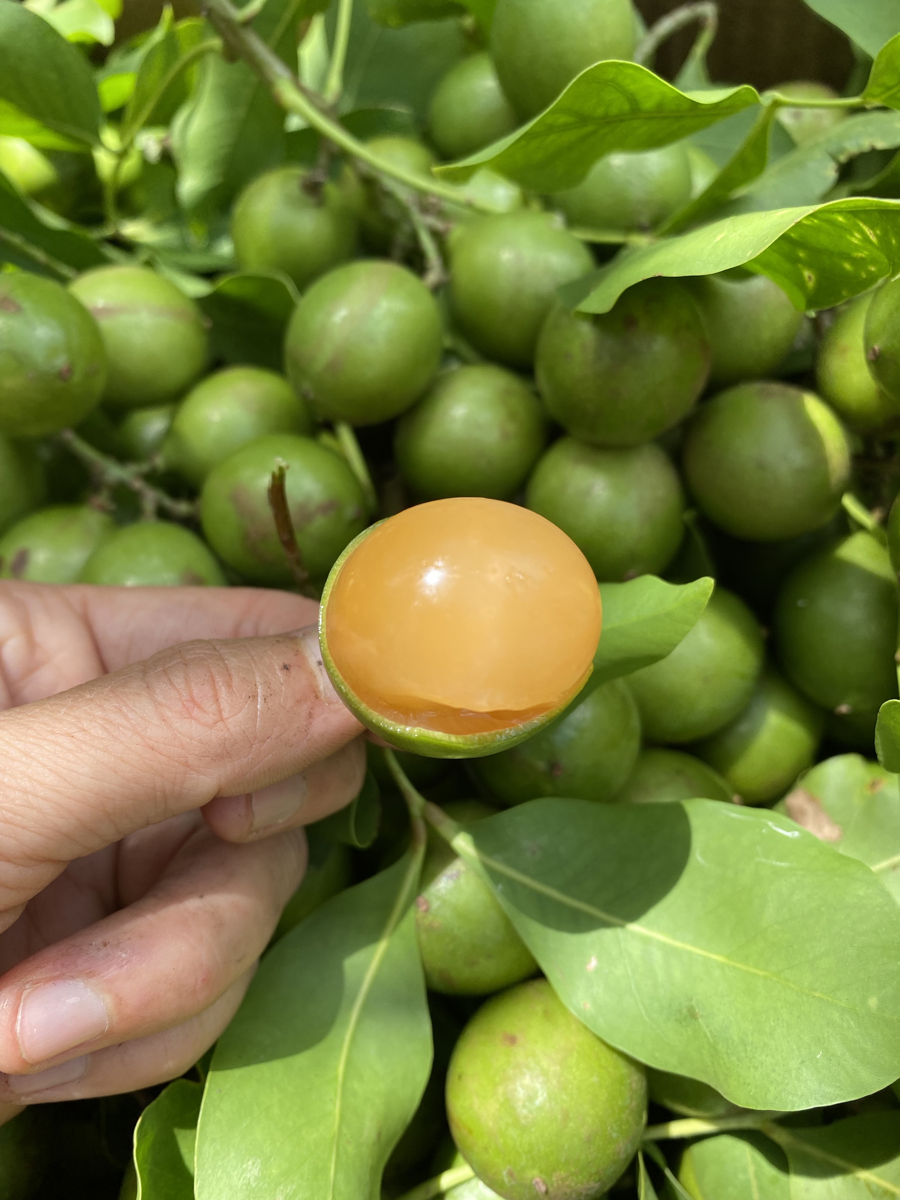 Mamoncillo (Guinep) Box *Pre-Order 2024* – Miami Fruit, 54% OFF