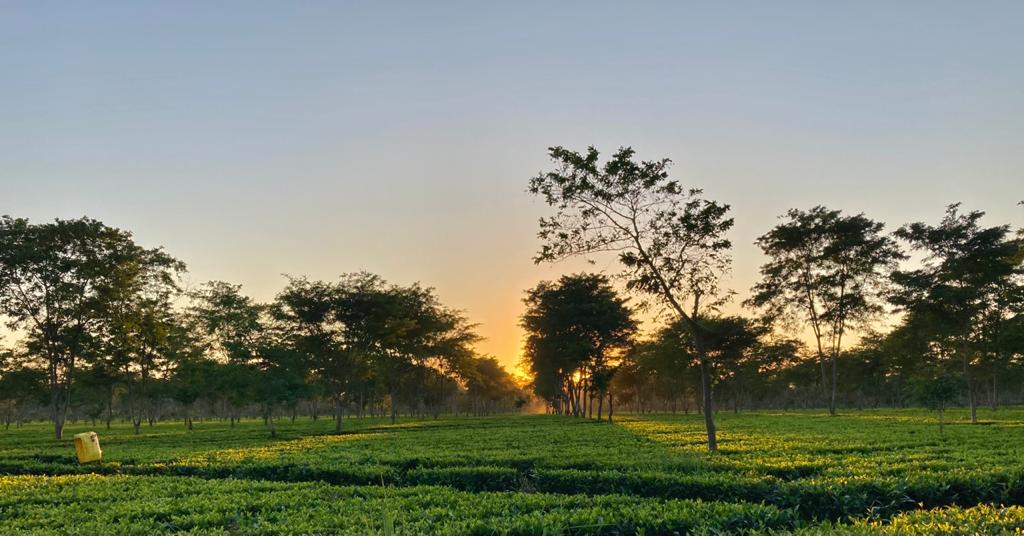 Wholesale buying from Two Spoons Tea Ltd