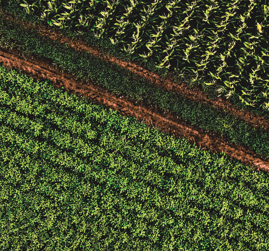 Which Crops Benefit From Silicon? – SoluSil