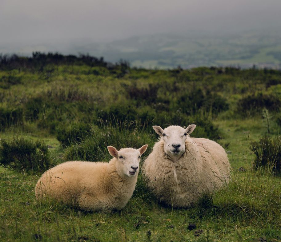 Te Marino Wool Duvets & Toppers
