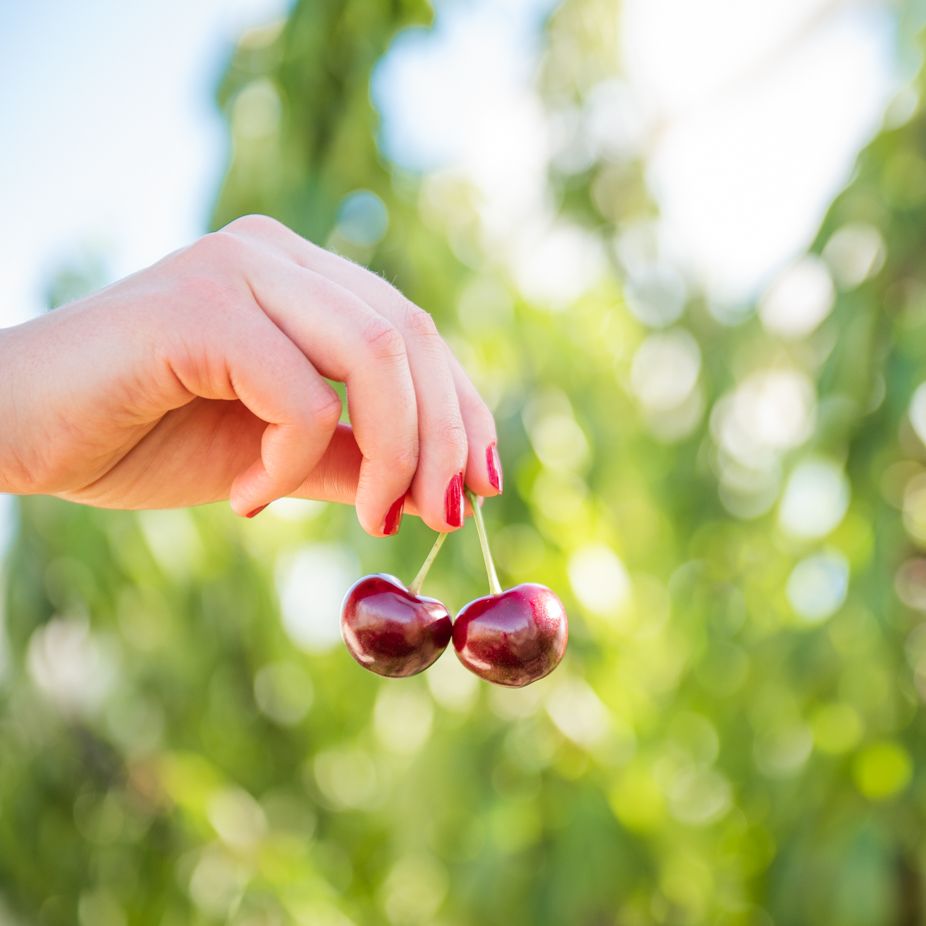 Pick your own cherries - Cherryhill Orchards