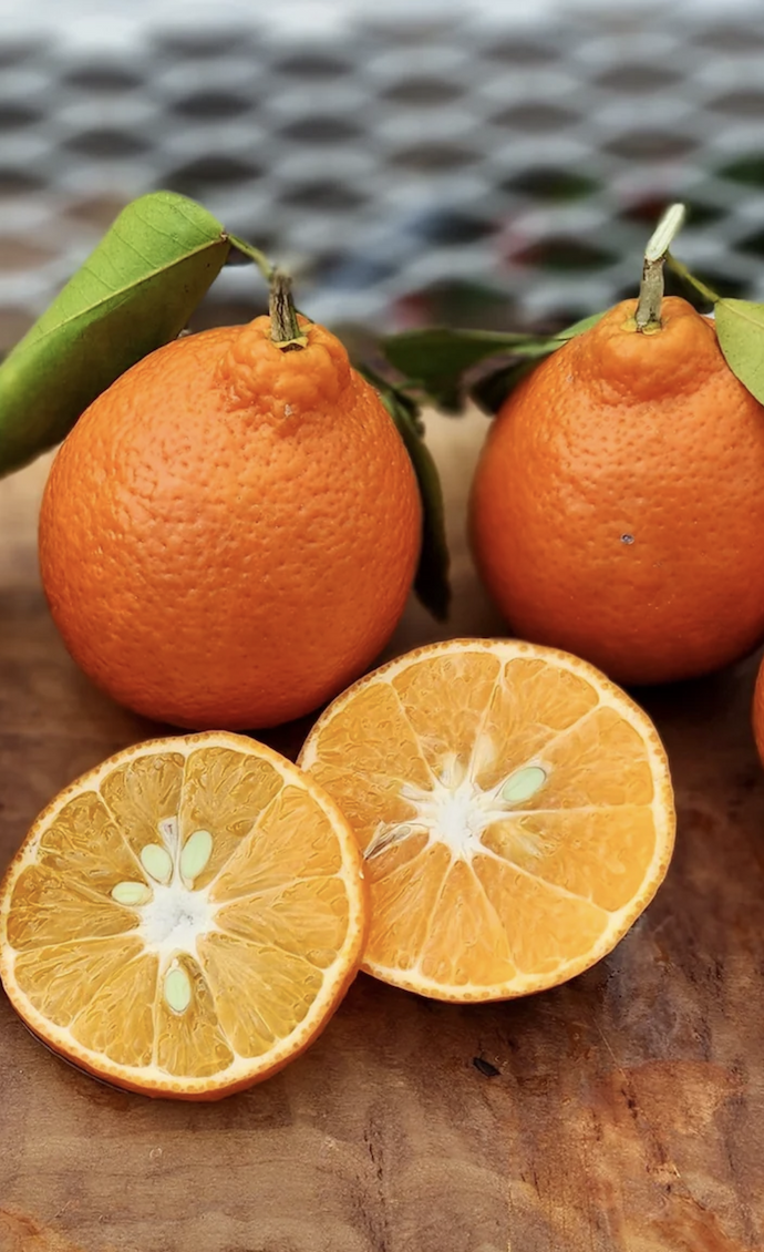 Citrus Giveaway! – Murphy Citrus Nursery