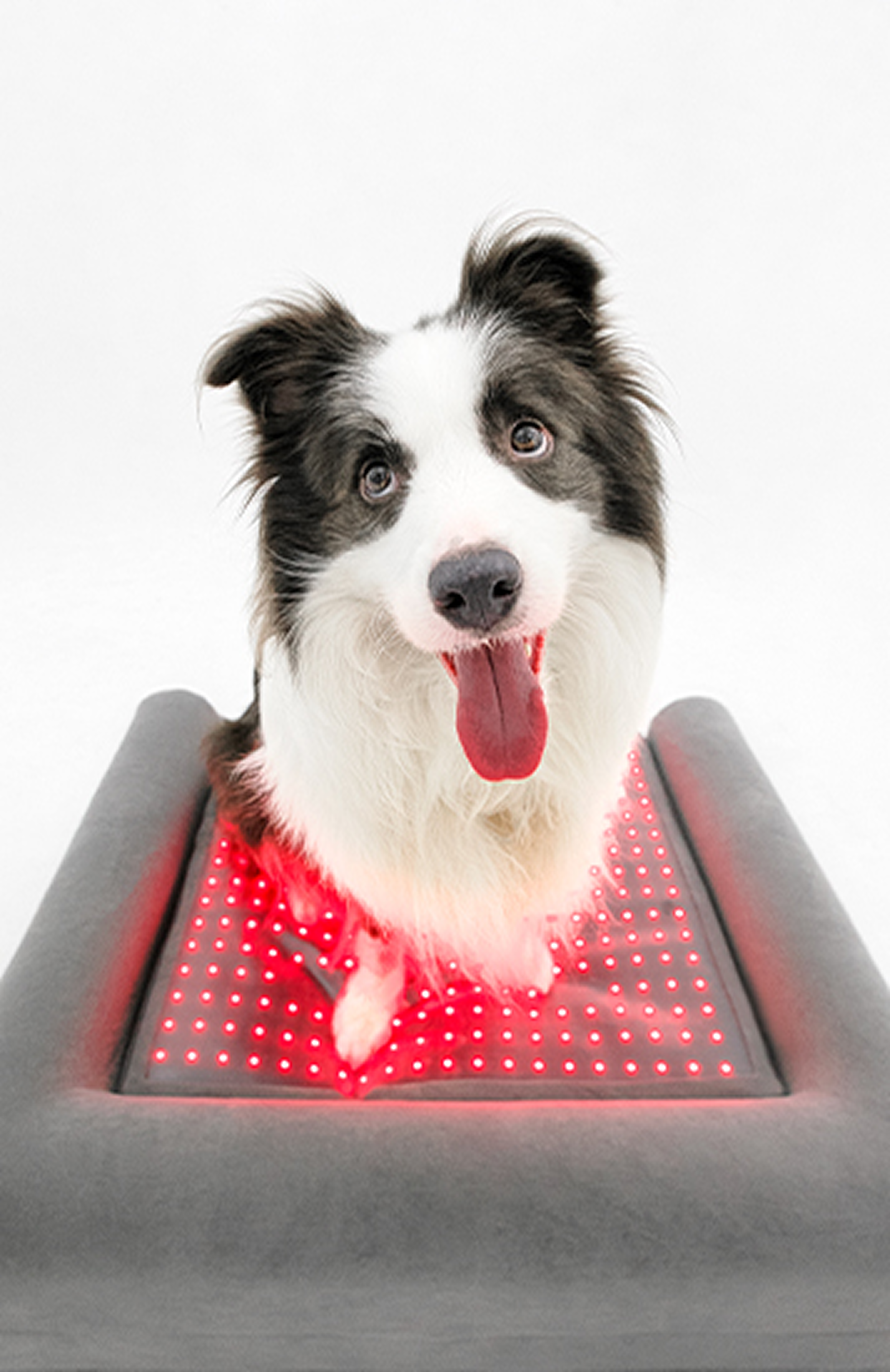Buddie Therapy | Red Light & PEMF Therapy Bed for Dogs