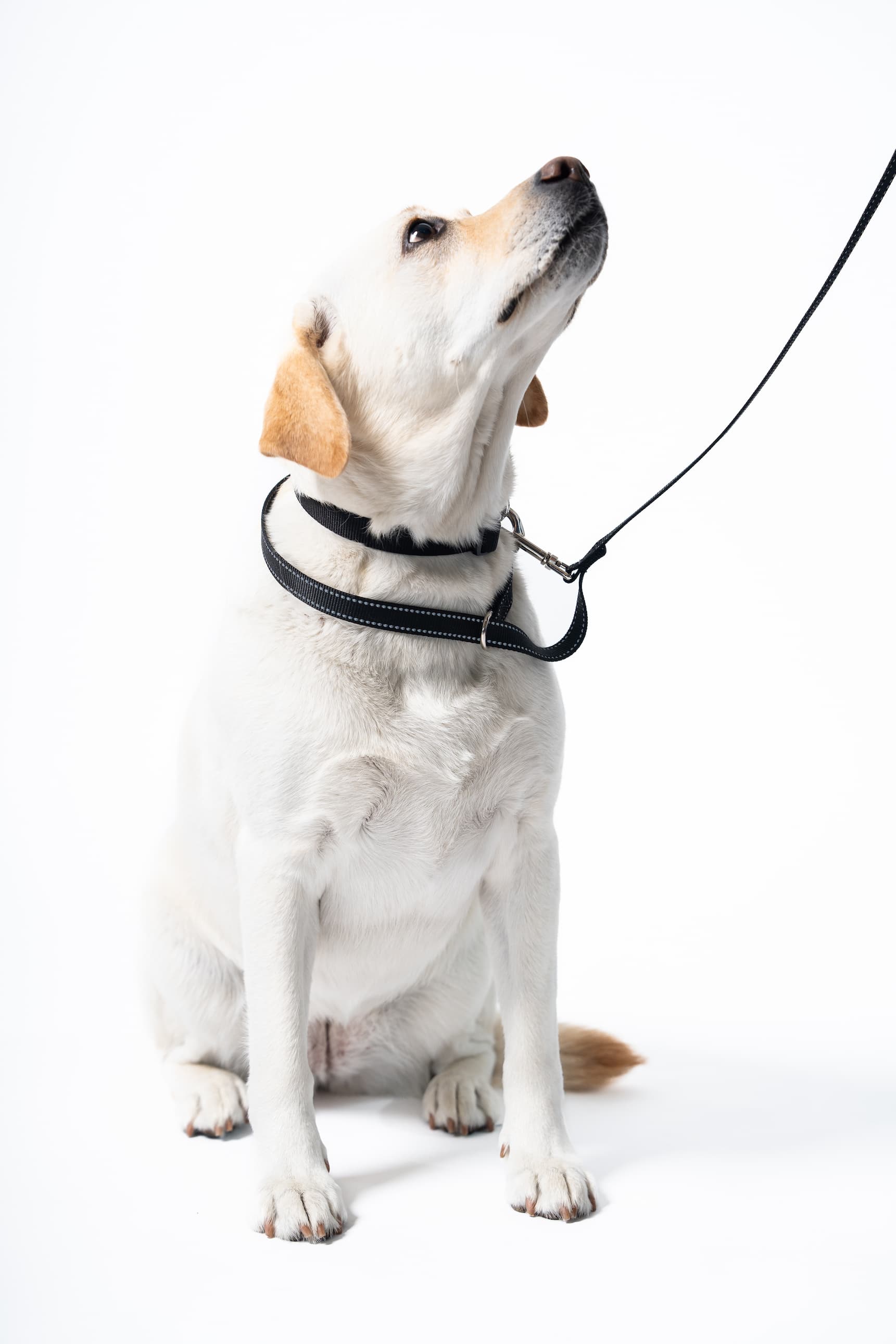 Become a Brand Ambassador – Loopit