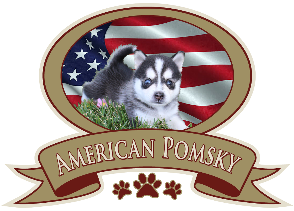 Available Puppies - American Pomskys