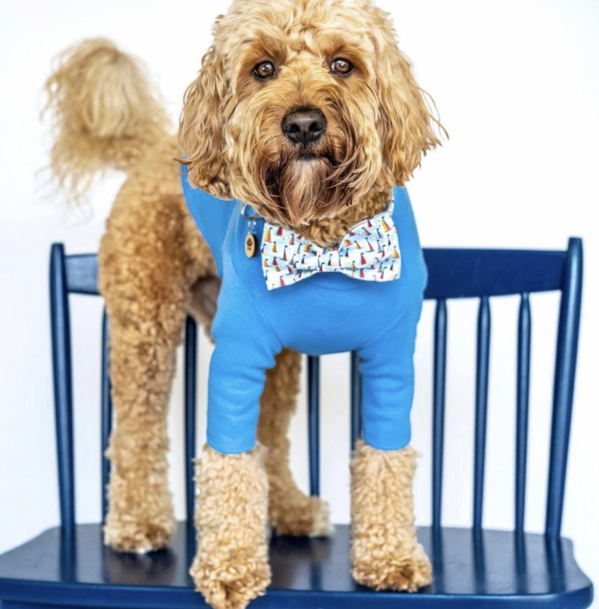 Pet Store Online for Dog Dresses, Puppy Clothes – ARCHIE AND WINSTON ...