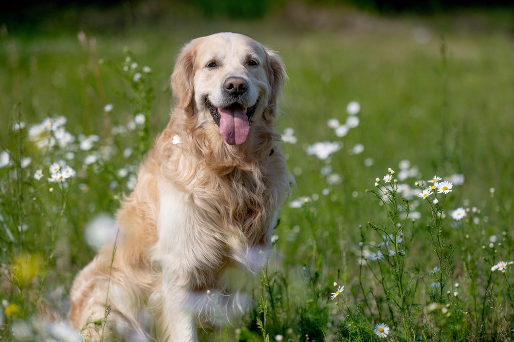 Tagamet & Benadryl Dosing for Dogs: Cancer Symptom Management | Oncotect