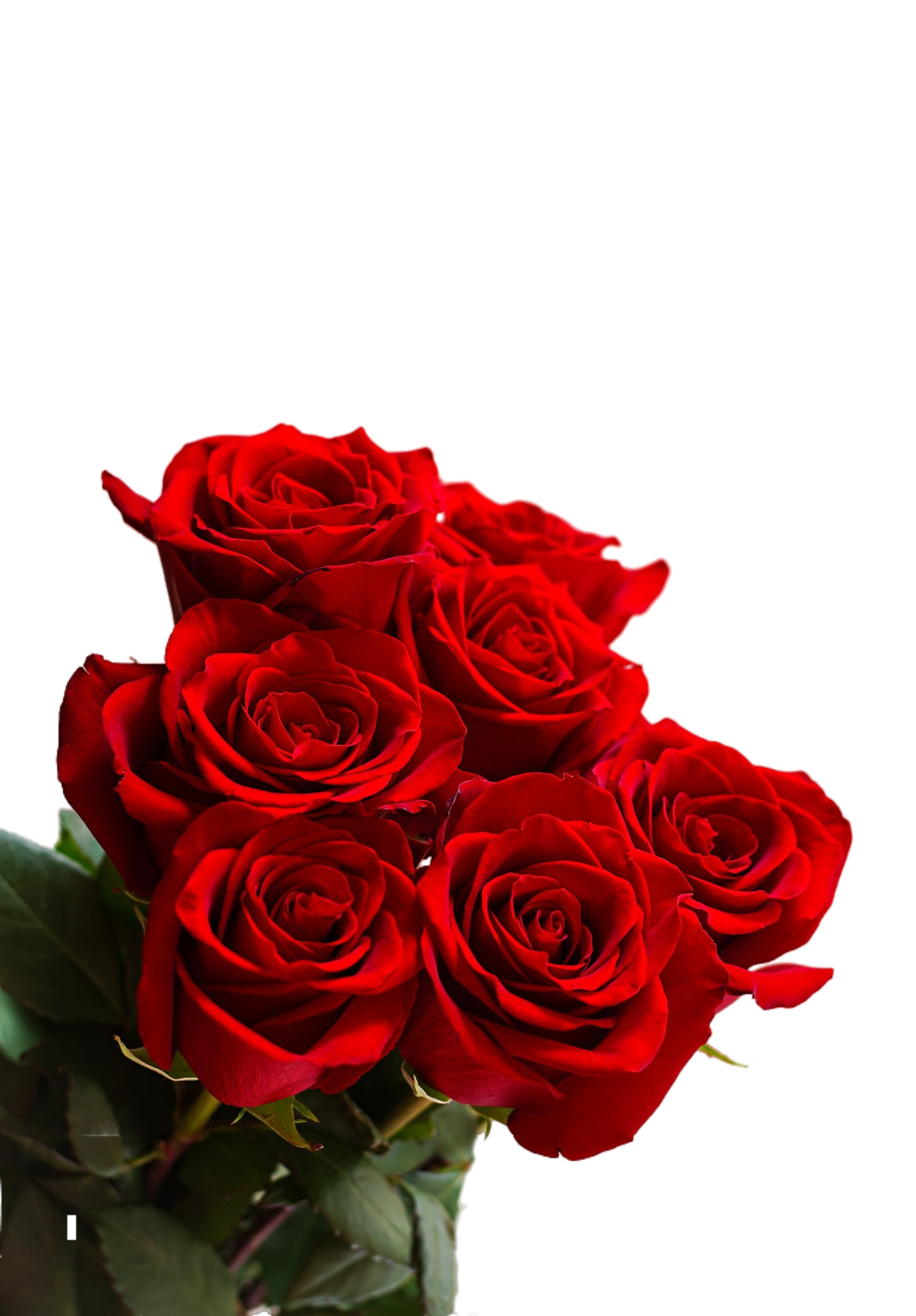 Contact us – Aquarossa Farms