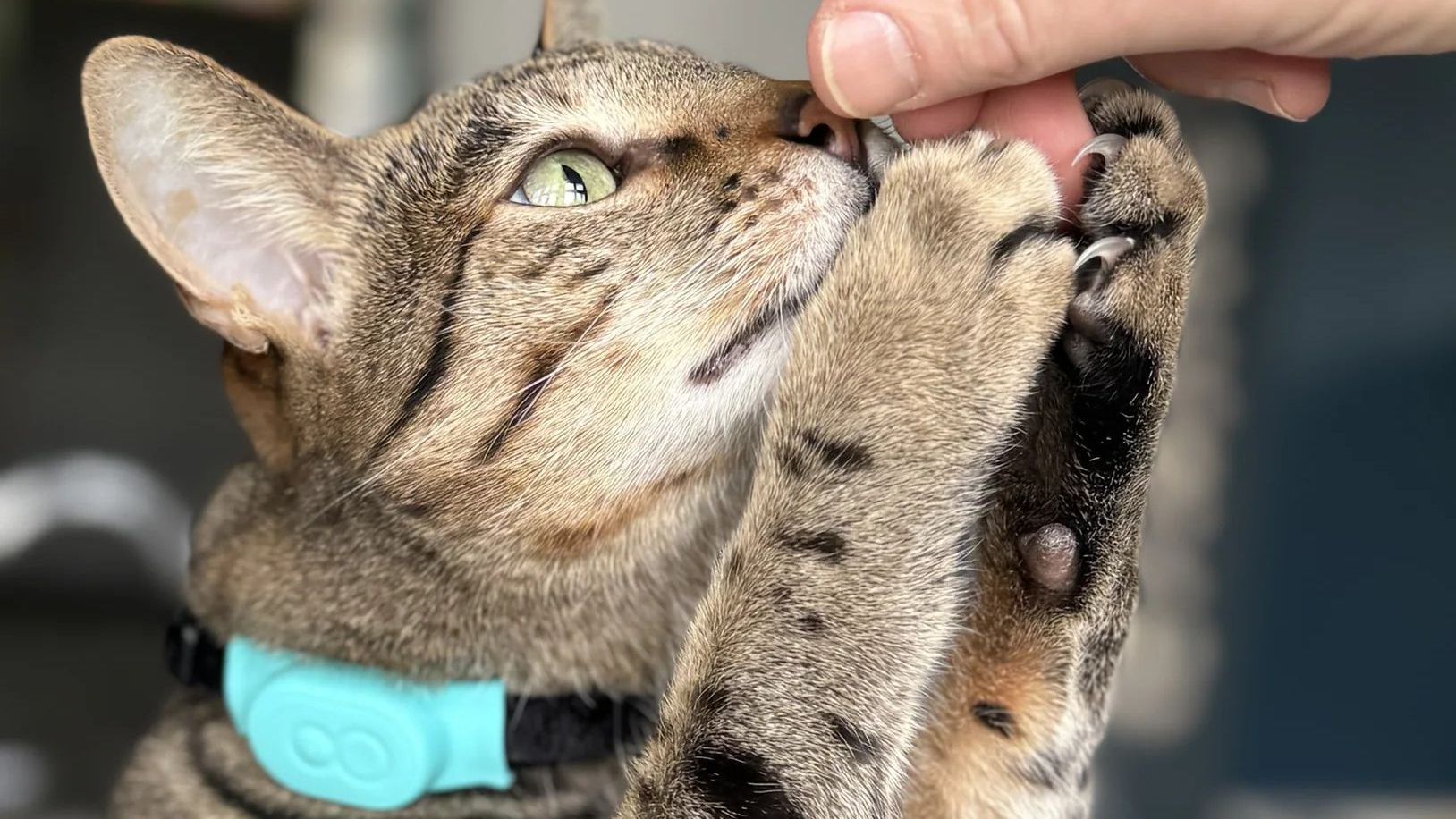 About Tabcat Cat Trackers - Better than GPS Cat Trackers – Tabcat ...