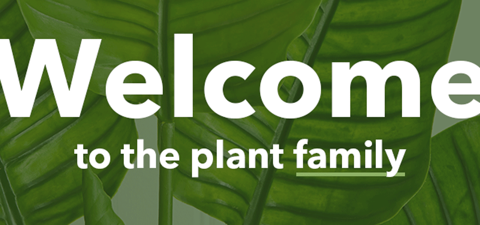 Welcome to the plant family! Enjoy 25% OFF