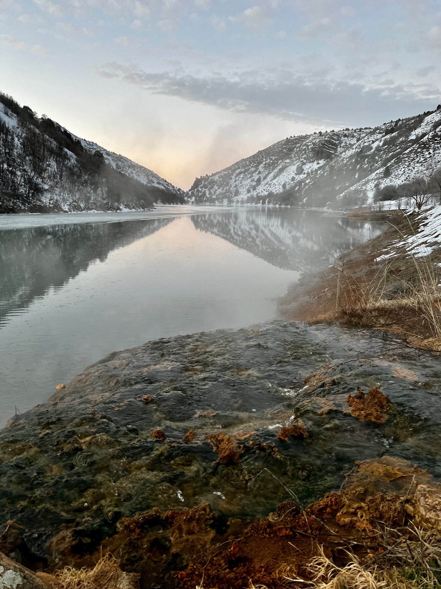 German Shorthaired Pointer Sticker – Hooked Design