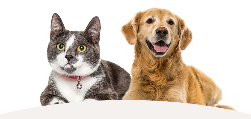 Pet Health Supplements | Petz Park