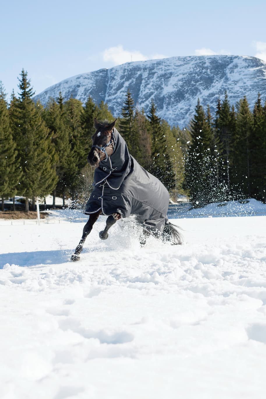 Which Type of Noseband Should You Use? (Guide) - Equinavia