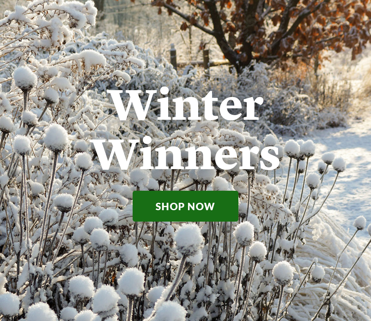 Winter Winners Banner