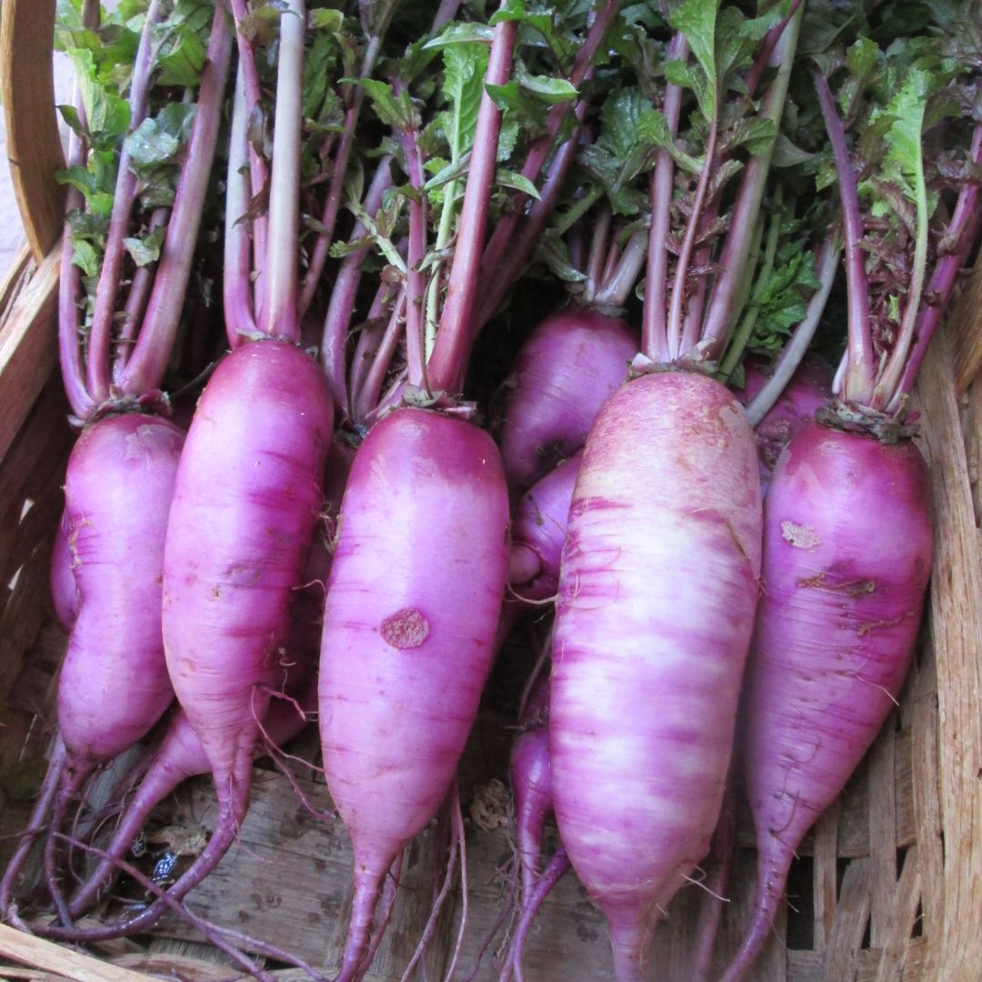 Mini Purple Daikon Radishes