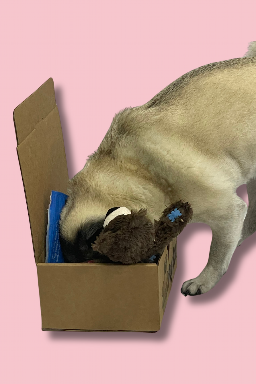 Contact – Pug Box