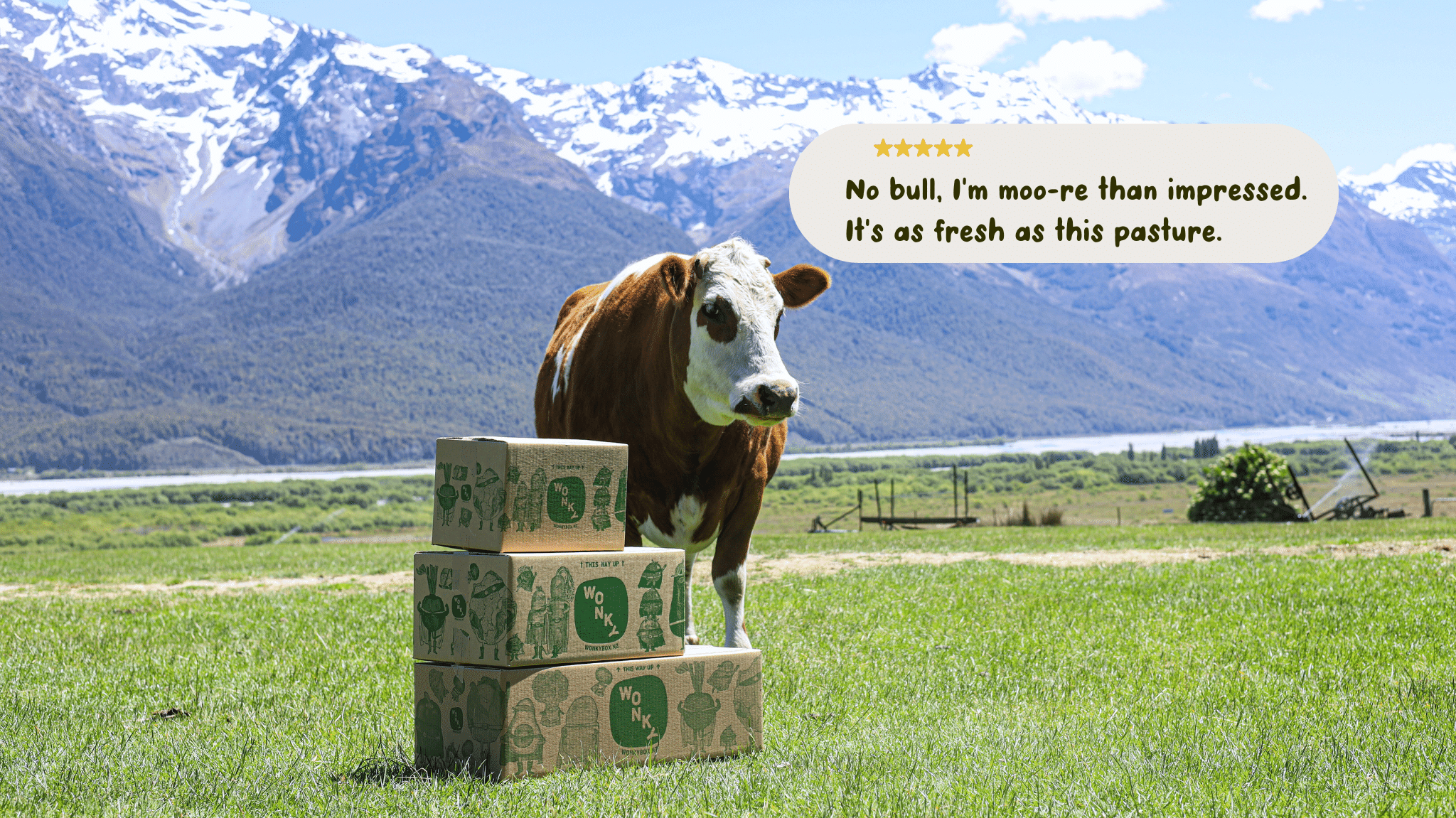 South Island cow with Wonky Box
