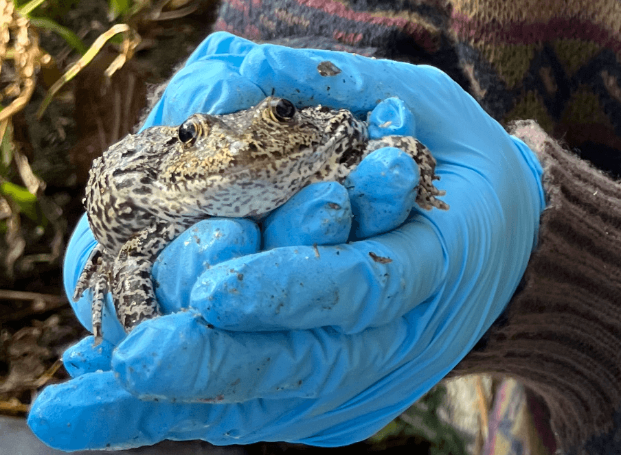 Meet our 2024 Amphibian Conservation Grant WINNERS - Joshs Frogs